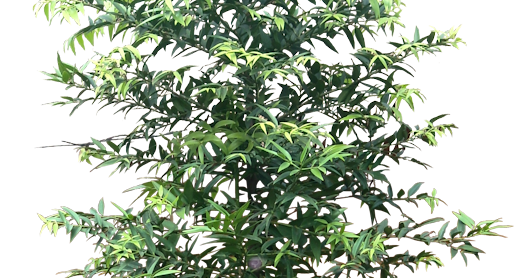 Tropical Plant Pictures: Agathis Dammara