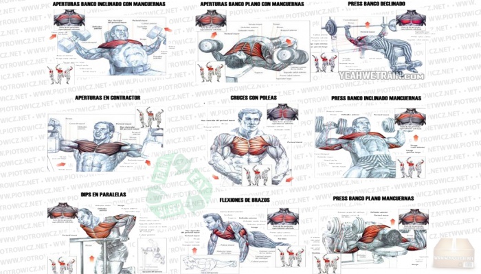Bodybuilding Chest Exercises Chart Images