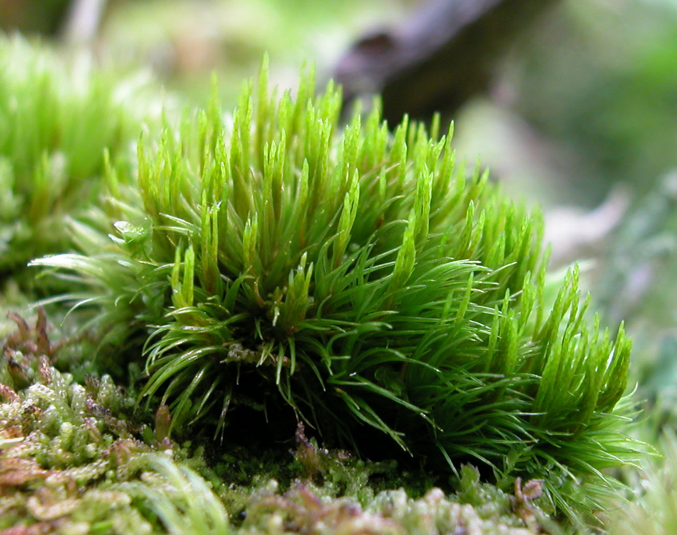 Catalogue of Organisms: Pitchfork Mosses
