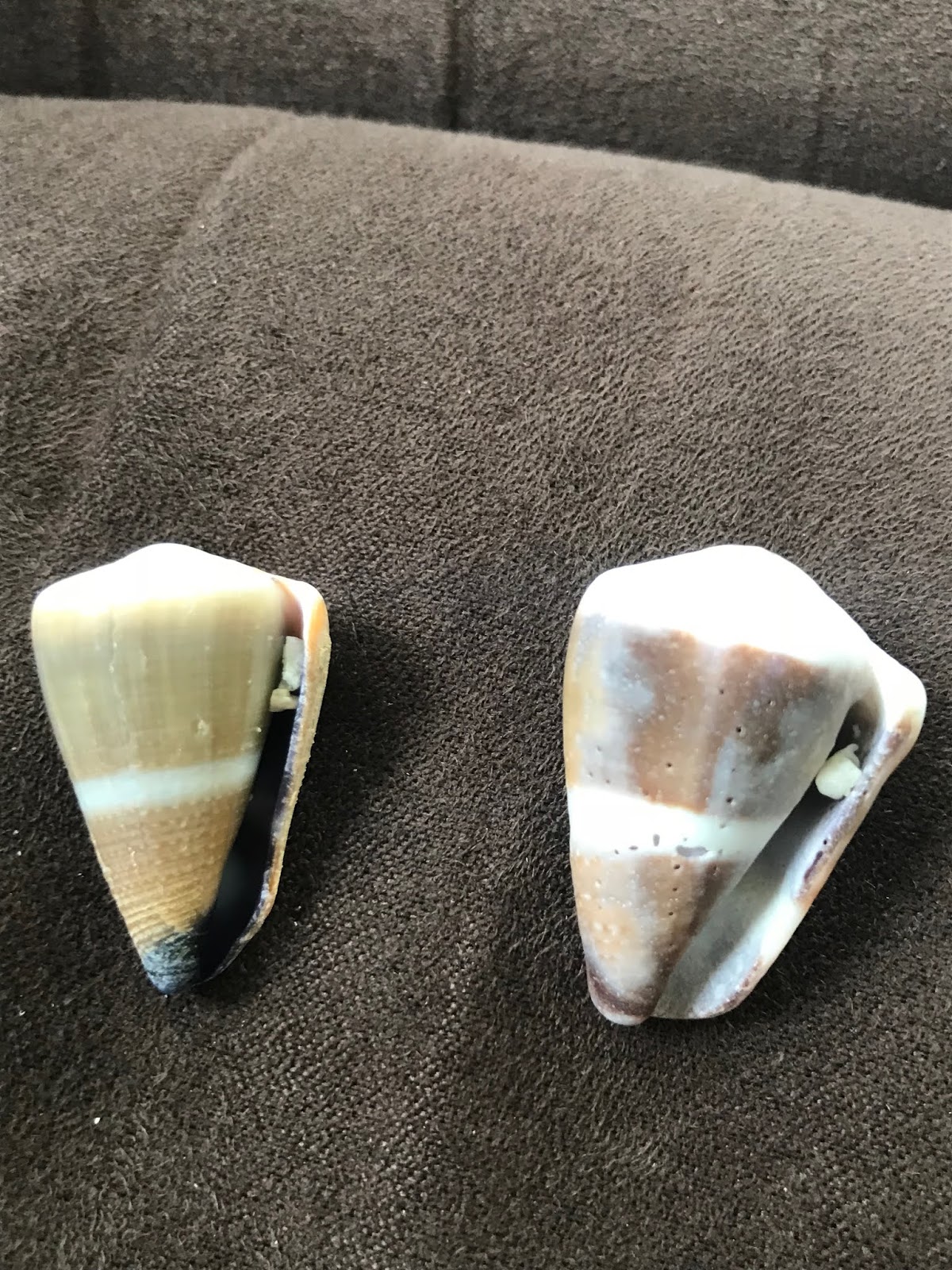 Palmers in Tonga: Seashells