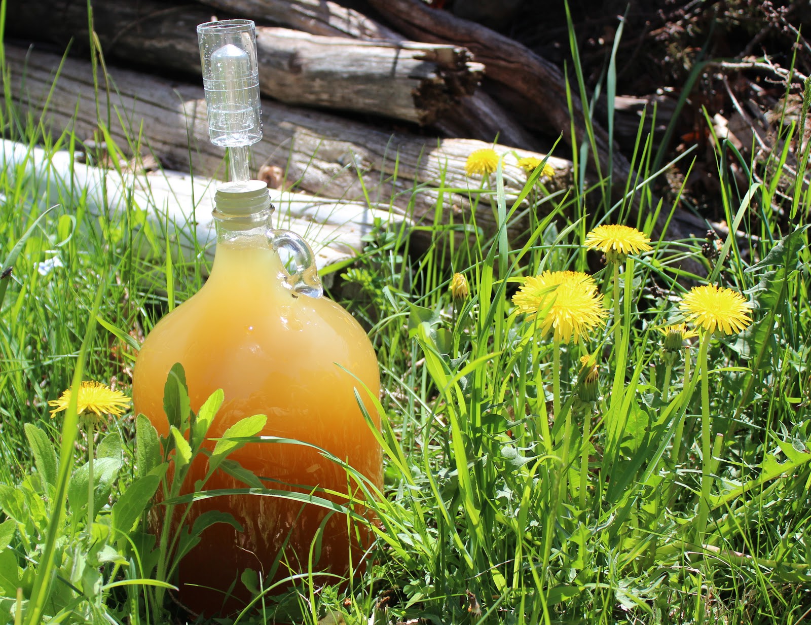 Anubis Bard: Dandelion Wine (updated)