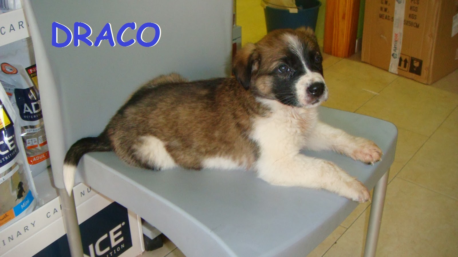 Wallpapers cachorros san bernardo - Imagui