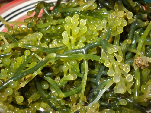 Rumput Laut Indonesia: Edible seaweed di berbagai tempat dengan ...