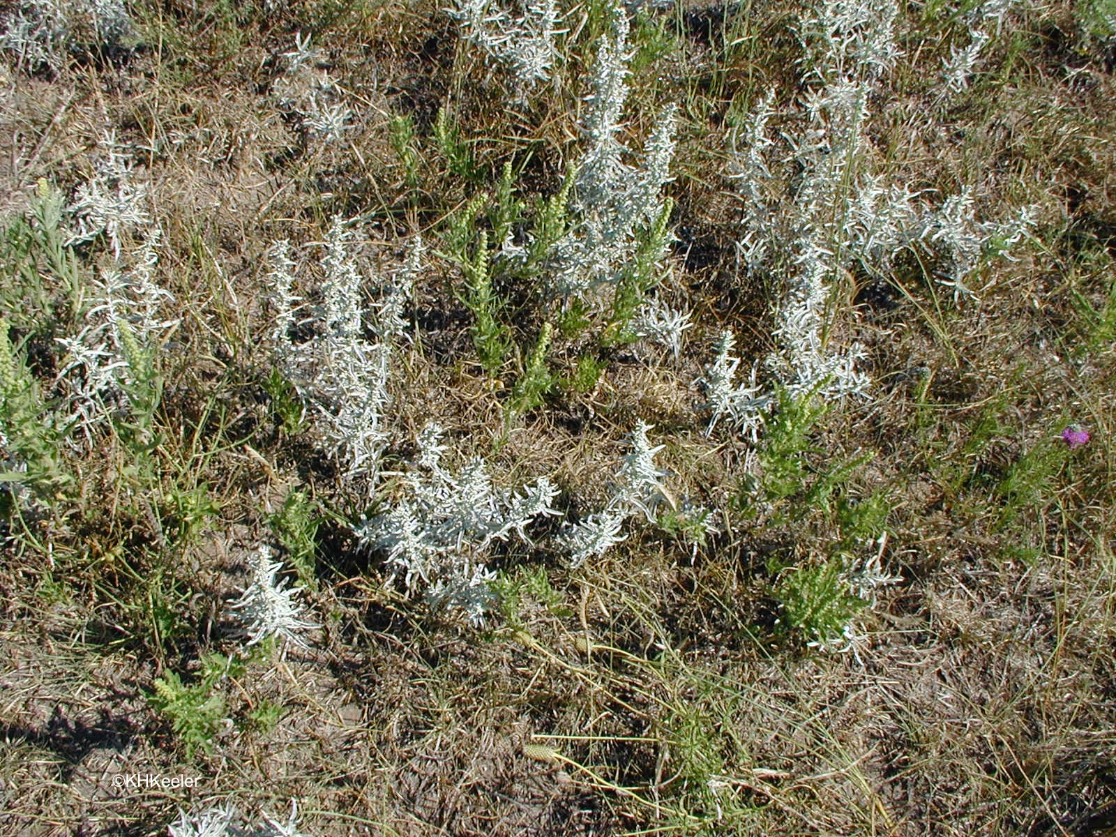 A Wandering Botanist: Plant Story -- Artemisia ludoviciana, silver ...