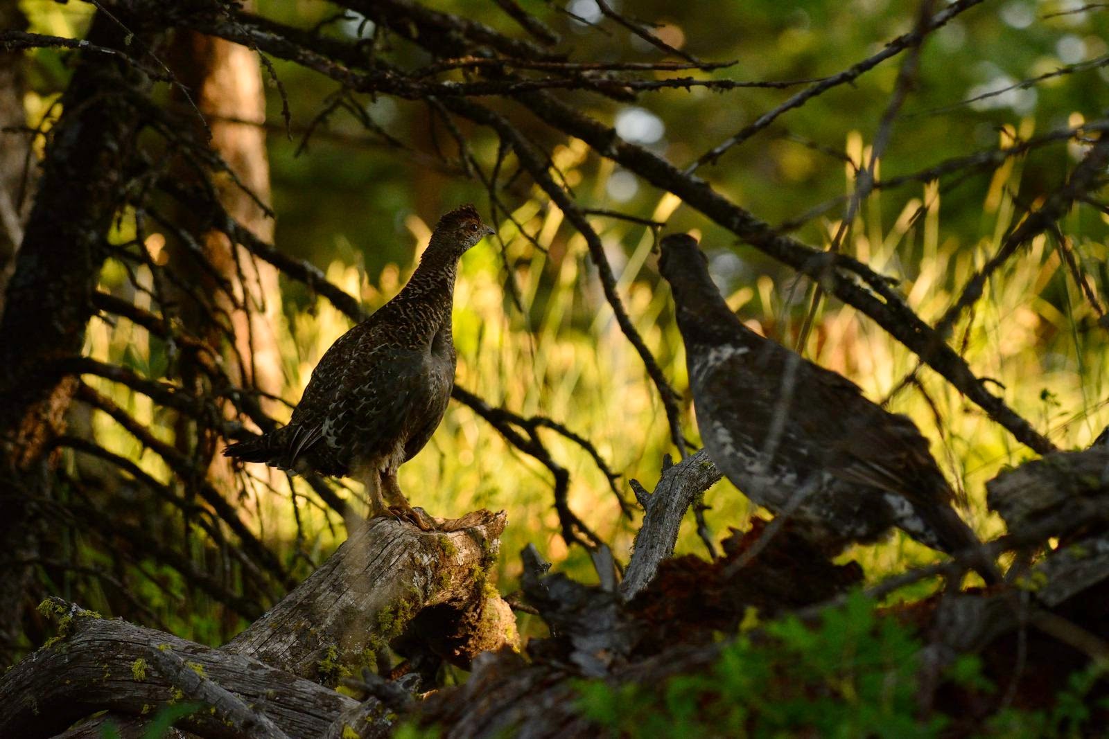 Turbo's Track and Photo Tour: Dusky and Ruffed Grouse Chicks(20140804 ...