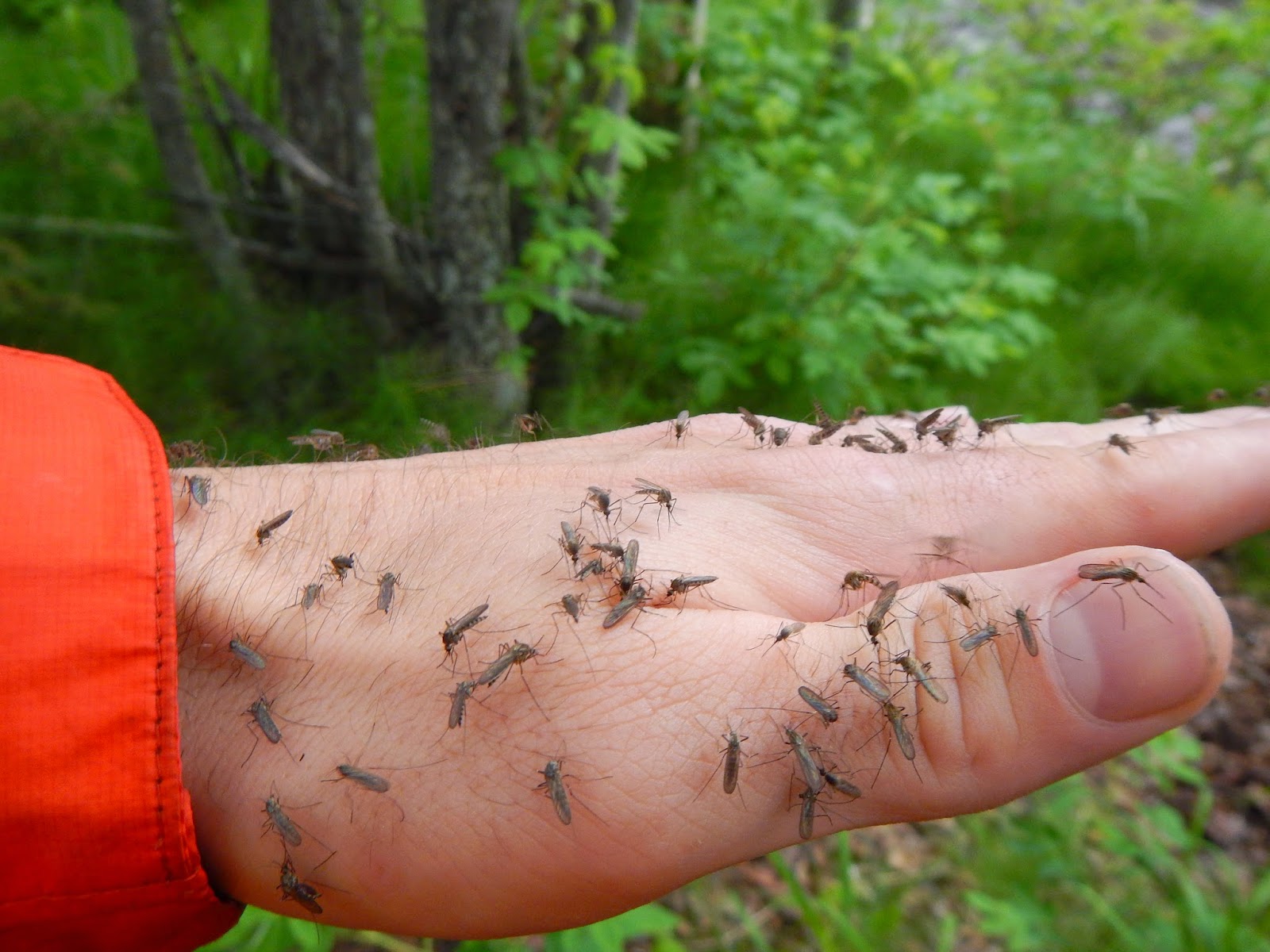 Mountain memories: Kanuti Picture Project