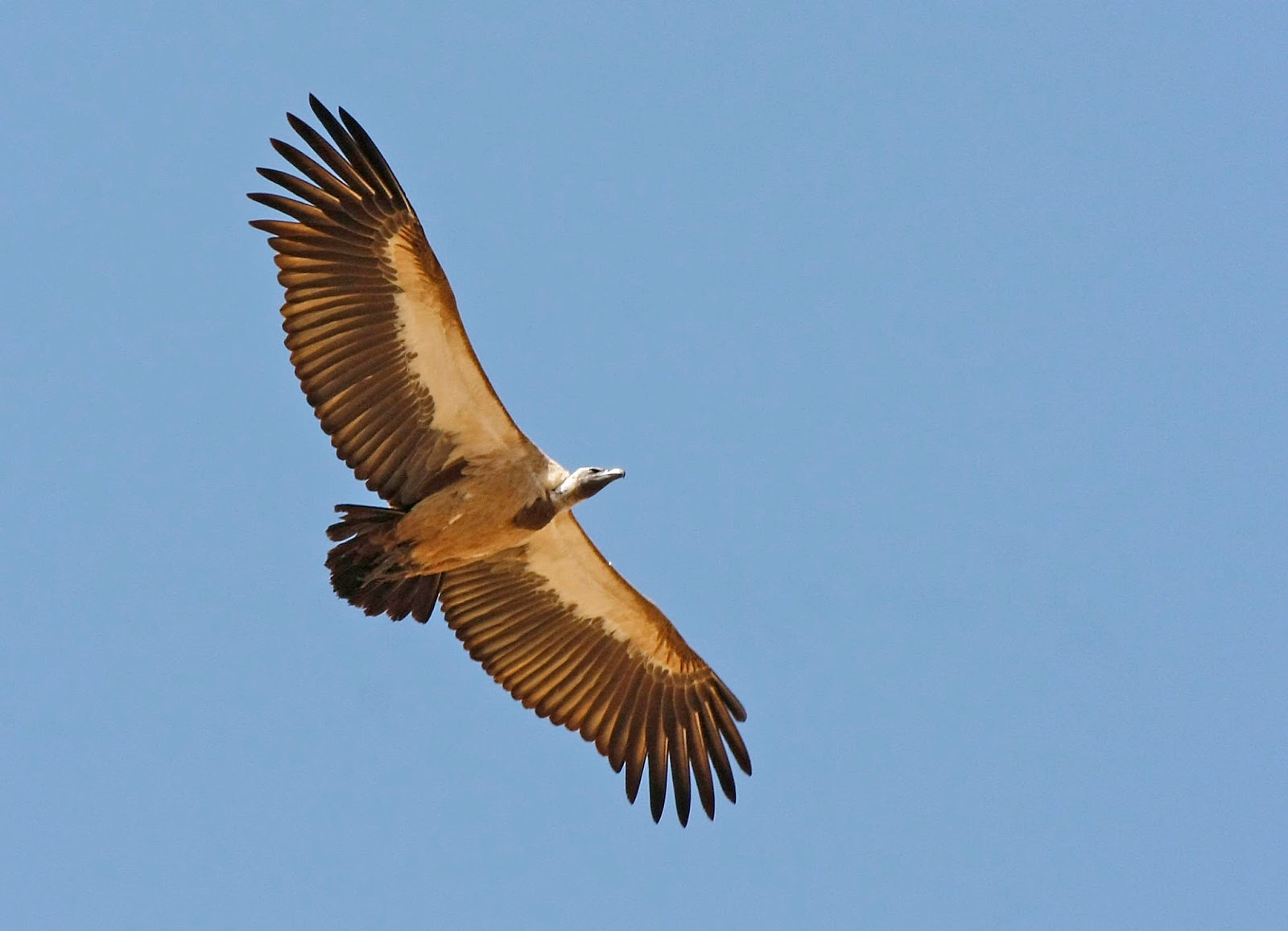 RAPINYAIRES DE CATALUNYA: Voltor africà.