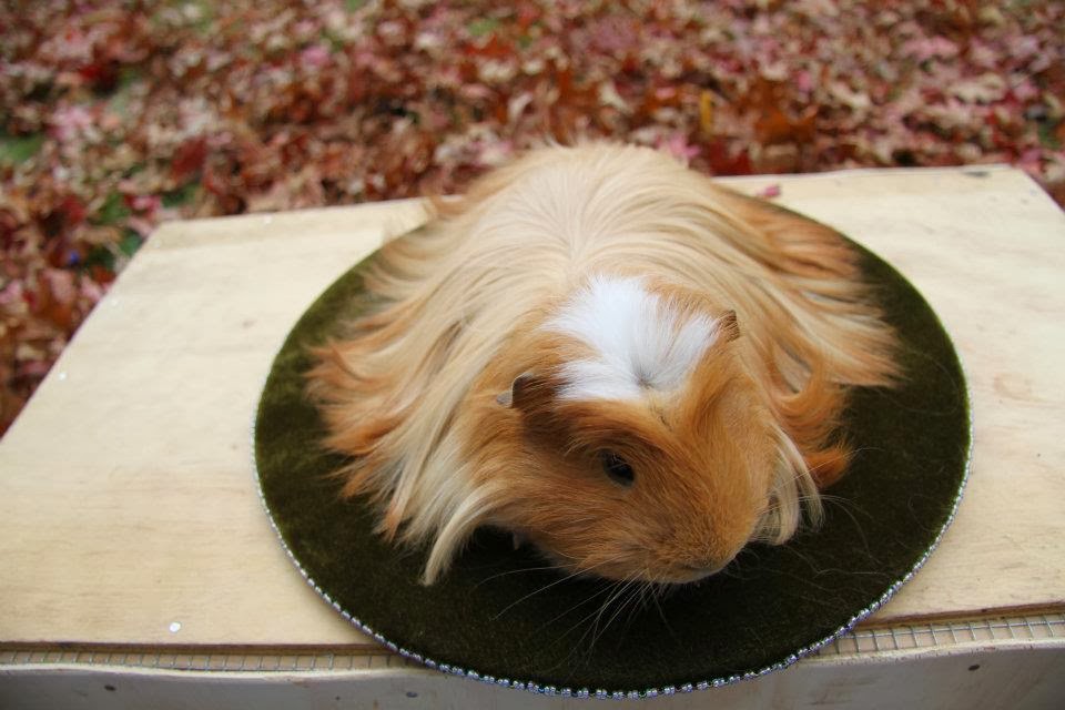 My Cavy Kingdom: Longhair