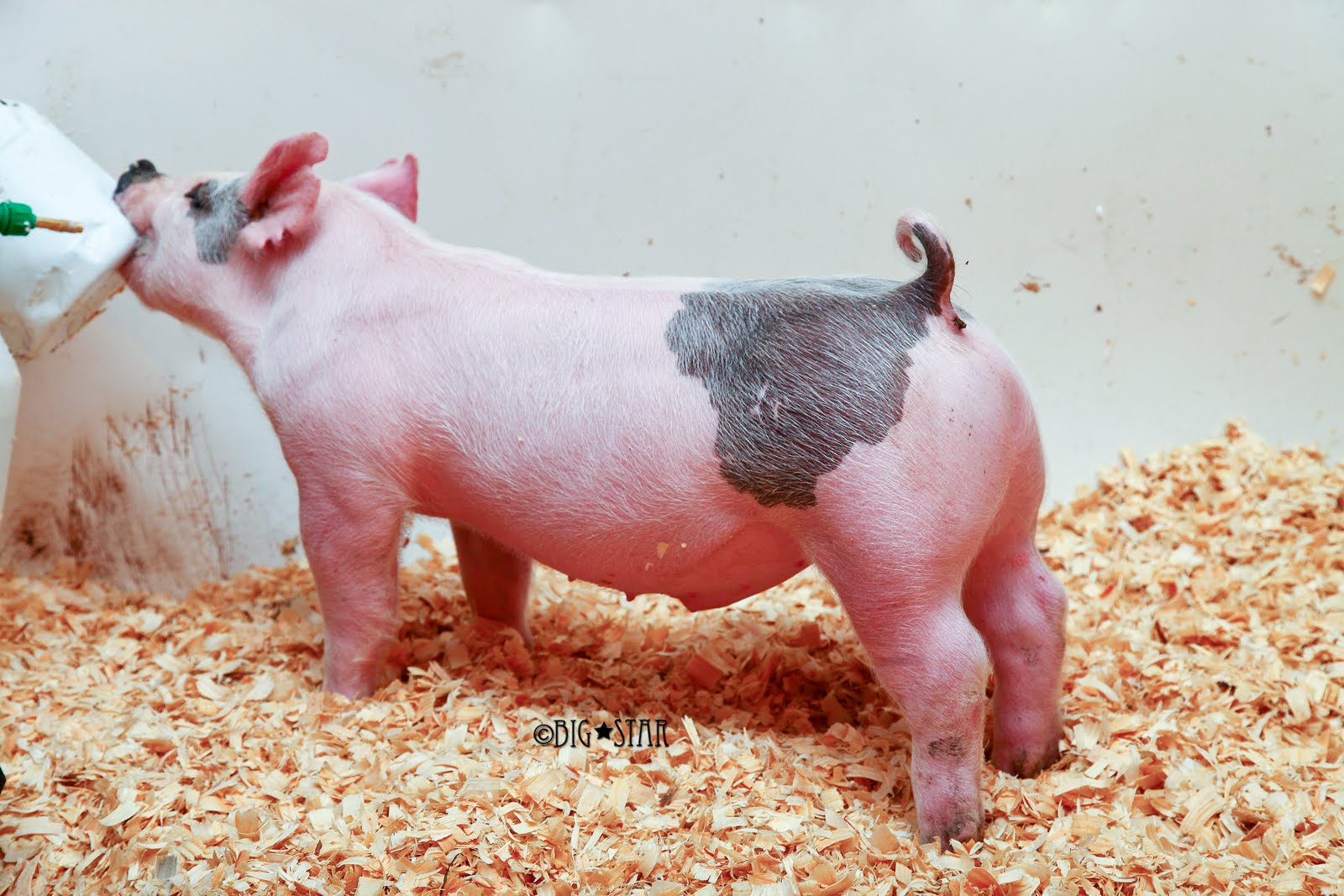 Custis Show Pigs | Matt Lautner Cattle