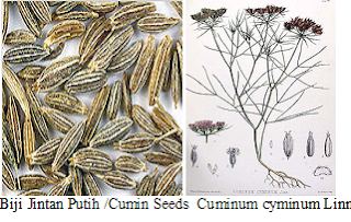 Herba & Tumbuhan: KHASIAT JINTAN