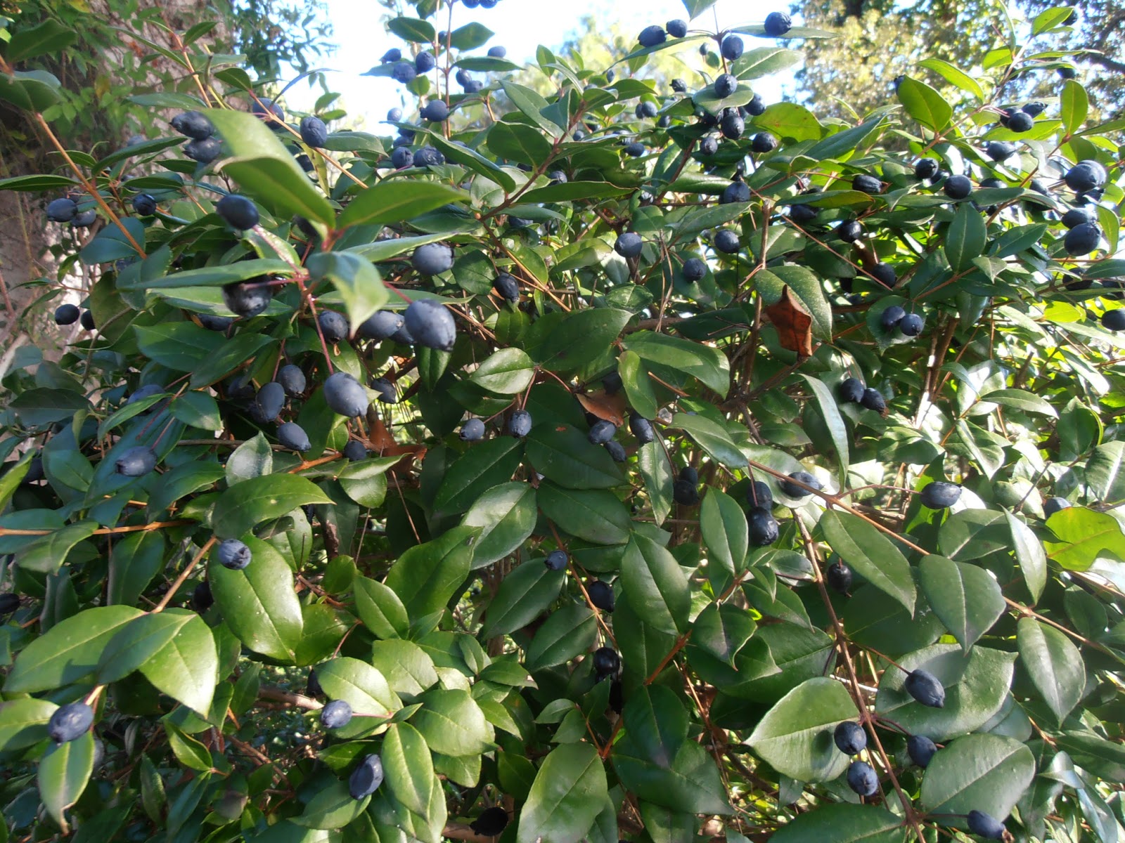 Nicole Arboireau: Le Myrte