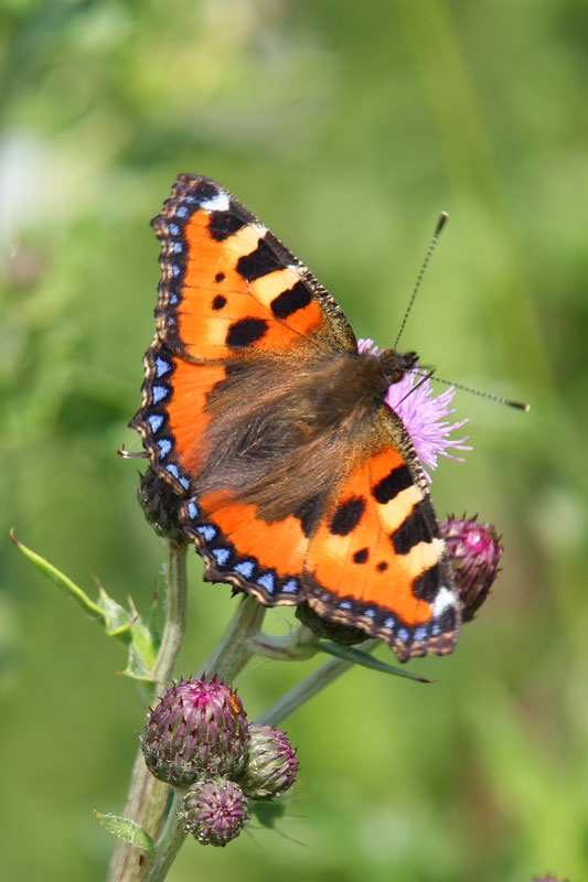 Knuts fotoblogg: Sommerfugler er vakre.