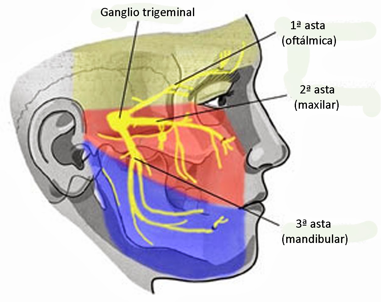 La Neuralgia del Trigémino y Acupuntura ~ Acupuntura y Medicina ...