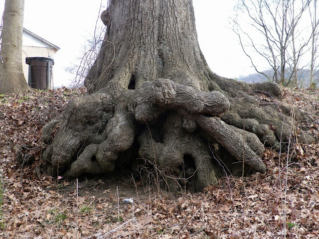 Something wicKED this way comes....: Wood Booger shelter discovered.