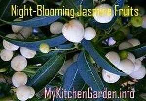 How To Grow Night Blooming Jasmine