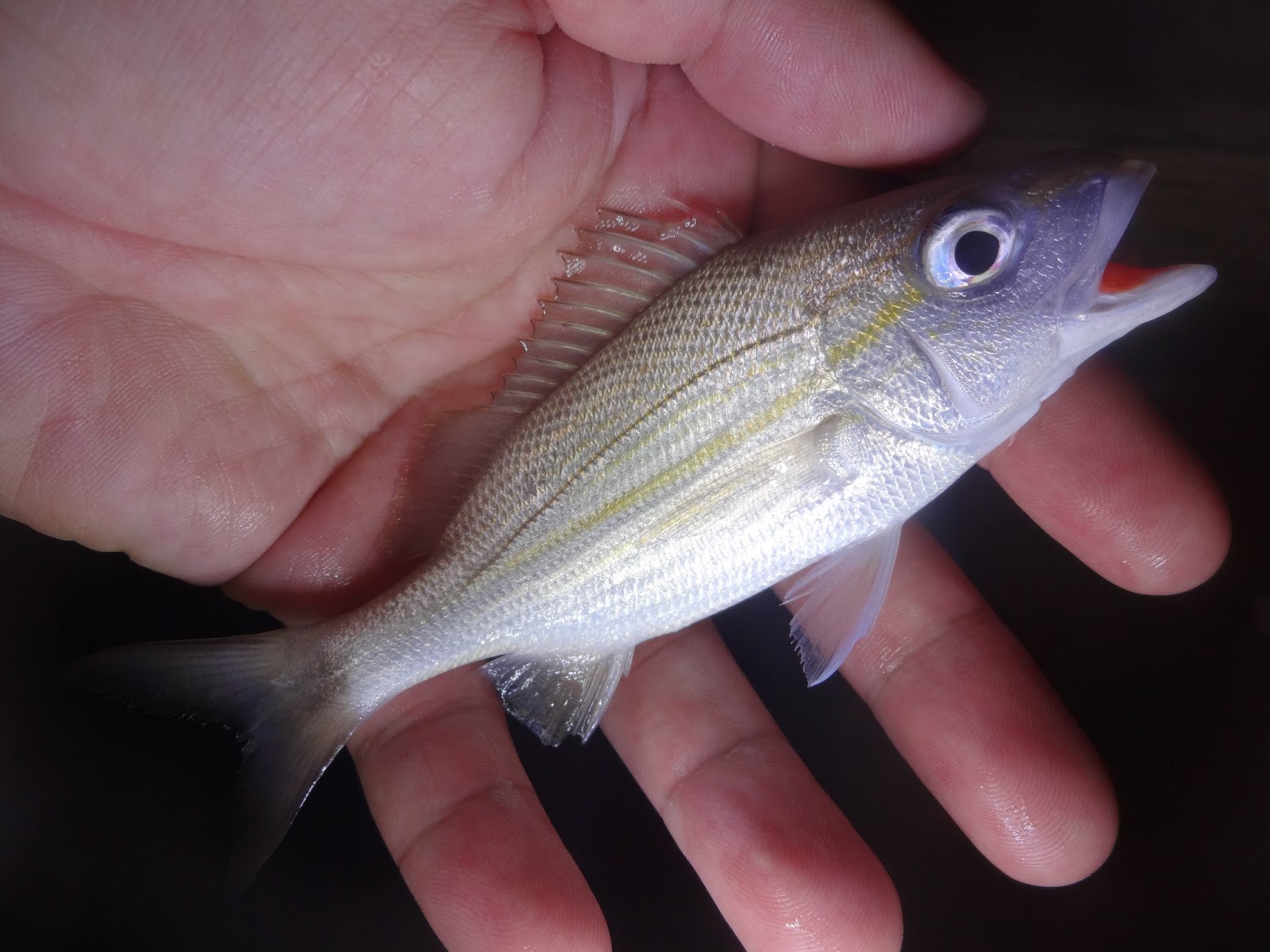 Extreme Philly Fishing: Florida Fishing Under Fresh Gale Conditions (01 ...