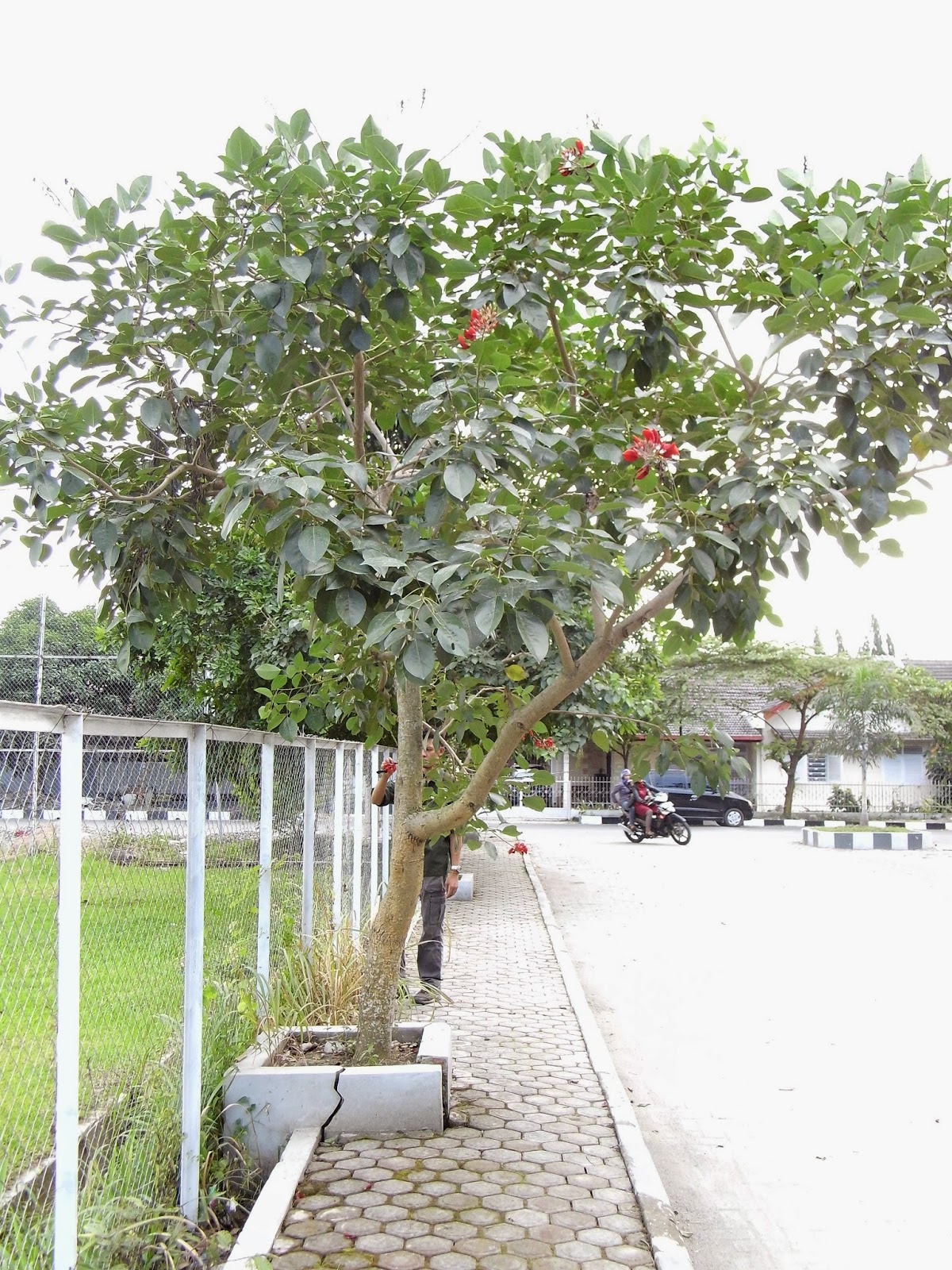 Pohon-pohon di UNIVERSITAS SUMATERA UTARA (USU)