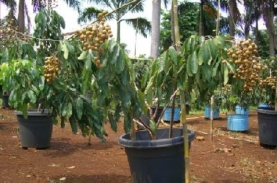 Tabulampot Lengkeng: Longan Tabulampot