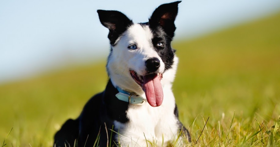 SINAIS DE QUE SEU CACHORRO ESTÁ FELIZ