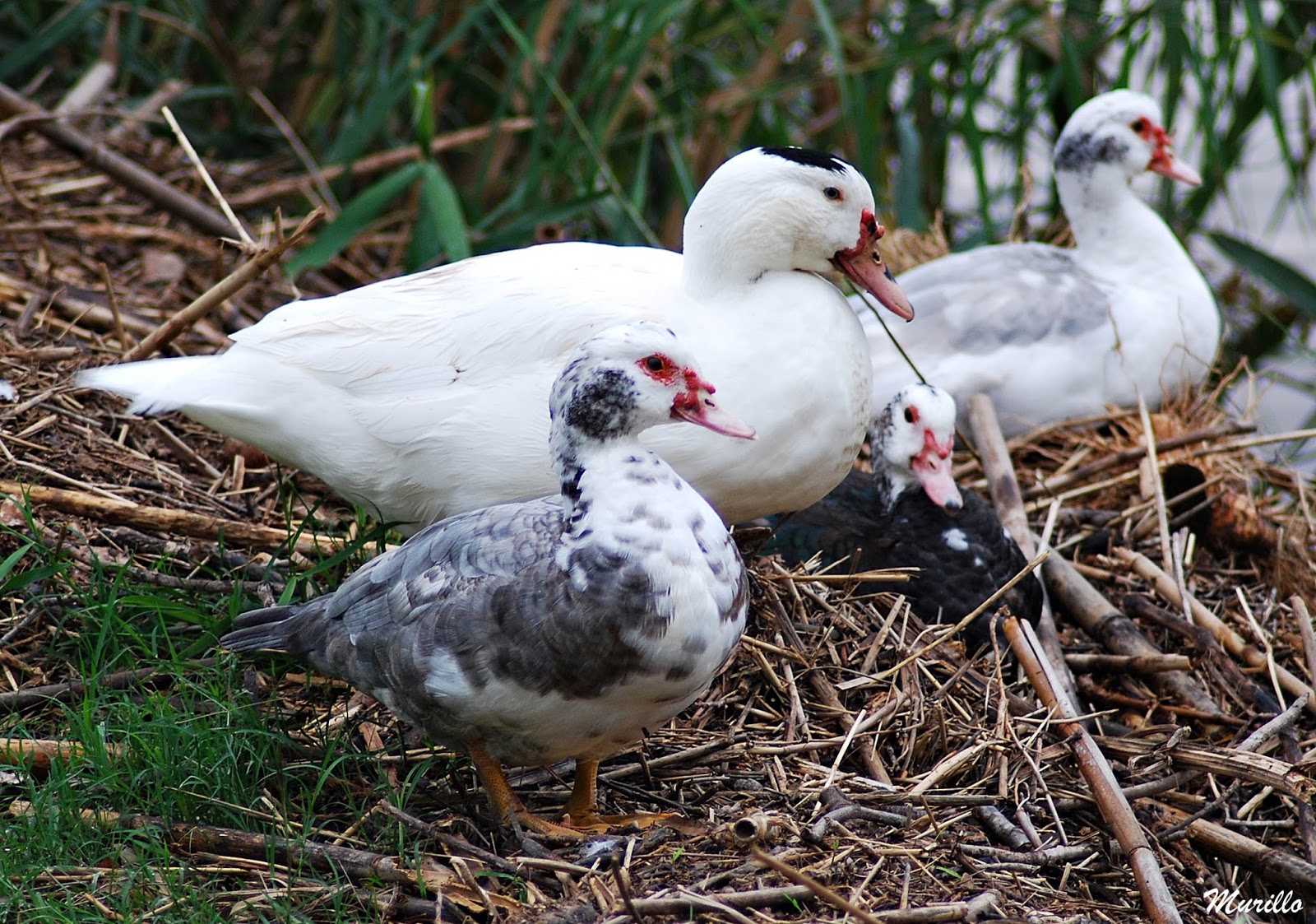 Las excursiones de Murillo "murillonature": Algunas fotos mas de patos ...