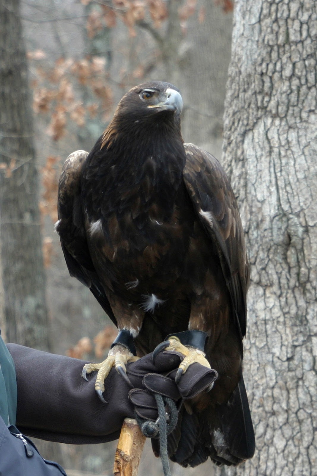 World Bird Sanctuary: It’s Getting Closer!