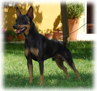 RATER VALENCIÀ. CRÍA Y SELECCIÓN: PROXIMA CAMADA DE GOS RATER VALENCIA