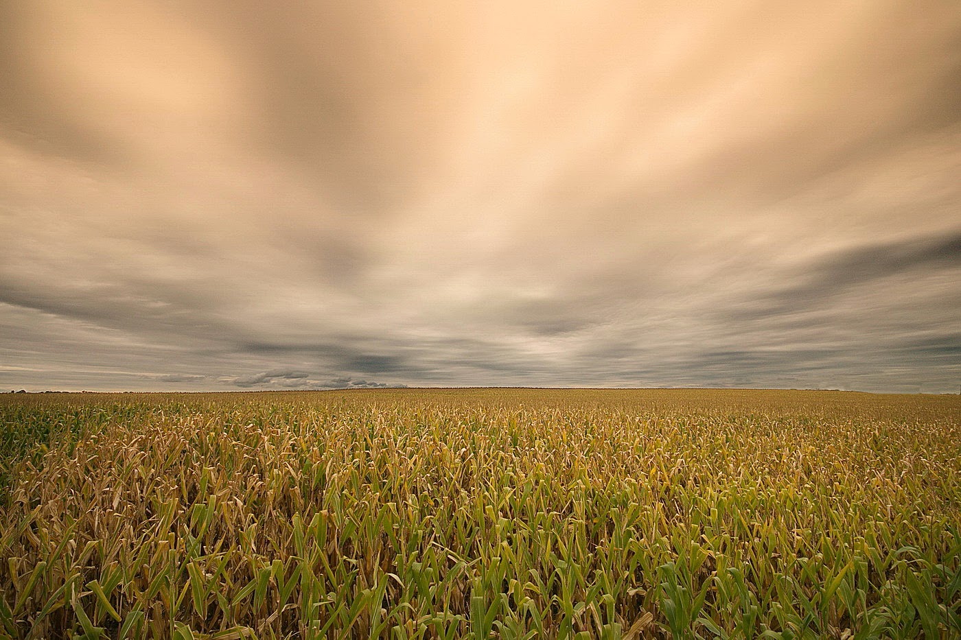 Eye Candy: Corn Field