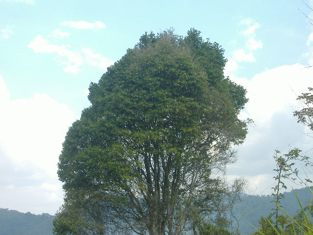 BANCOS: Boda de Roble