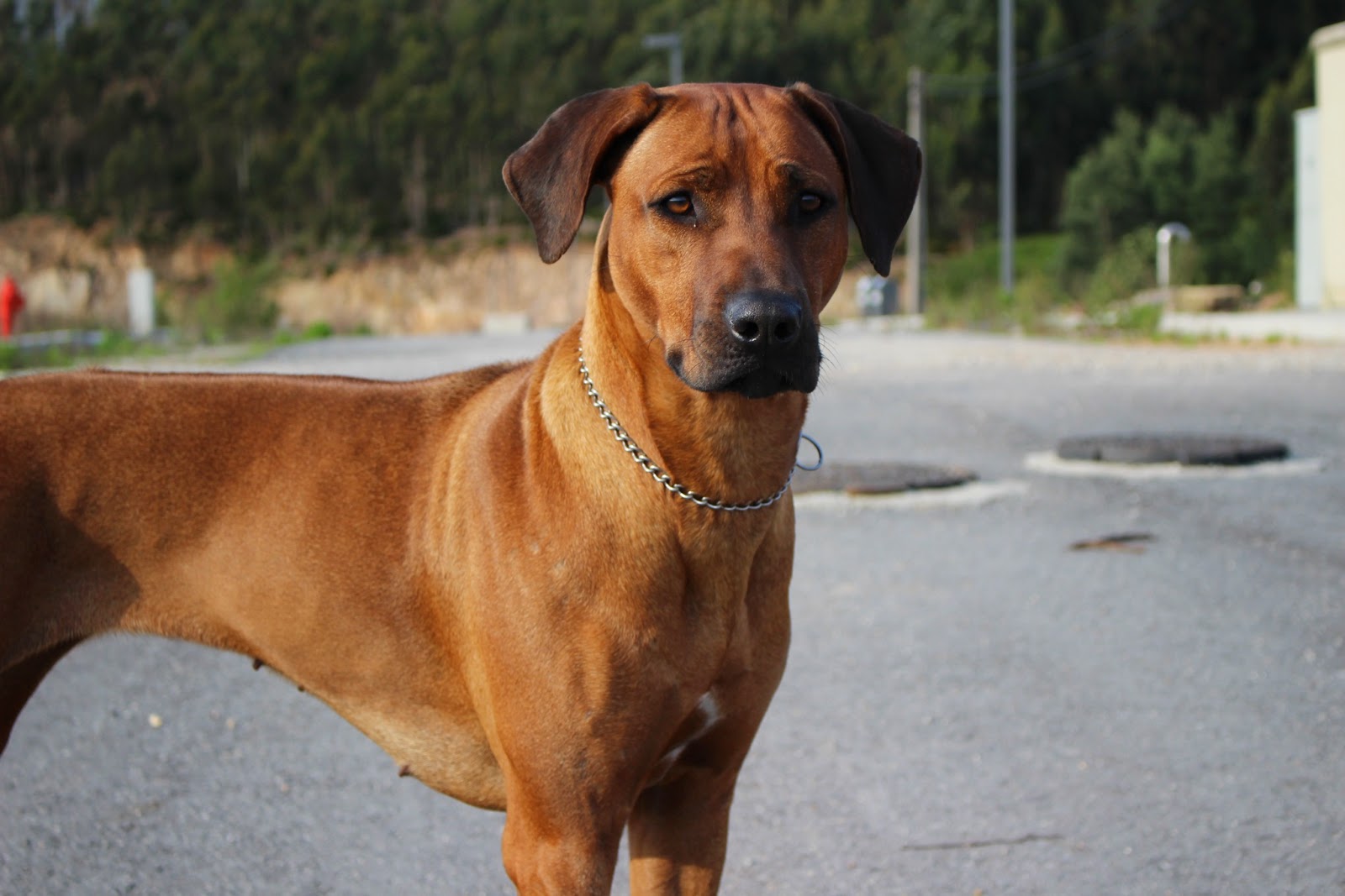 Cachorros Leão da Rodésia: Leão da Rodésia Kahli