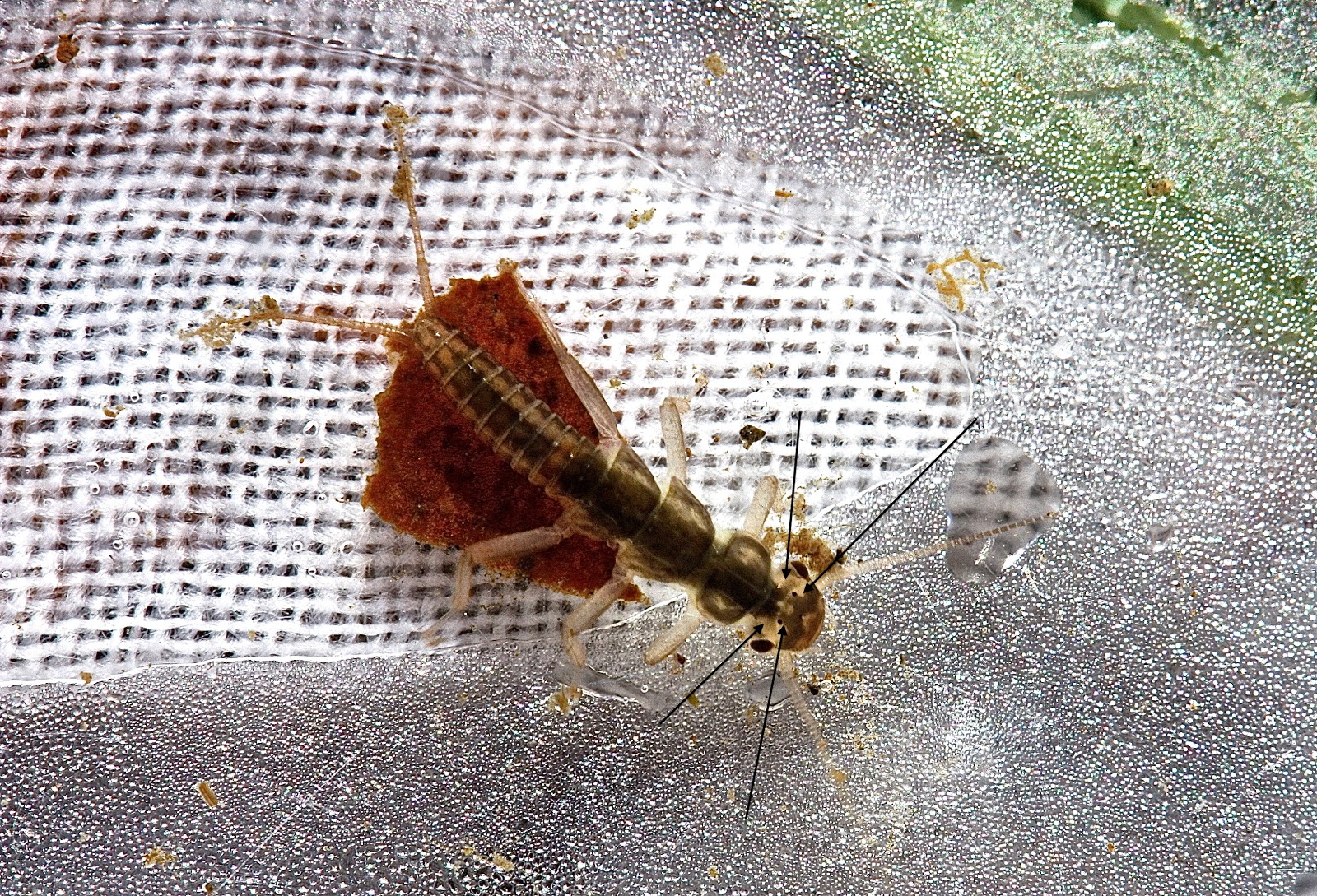 Aquatic Insects of Central Virginia: Isoperla namata (Perlodid stonefly ...