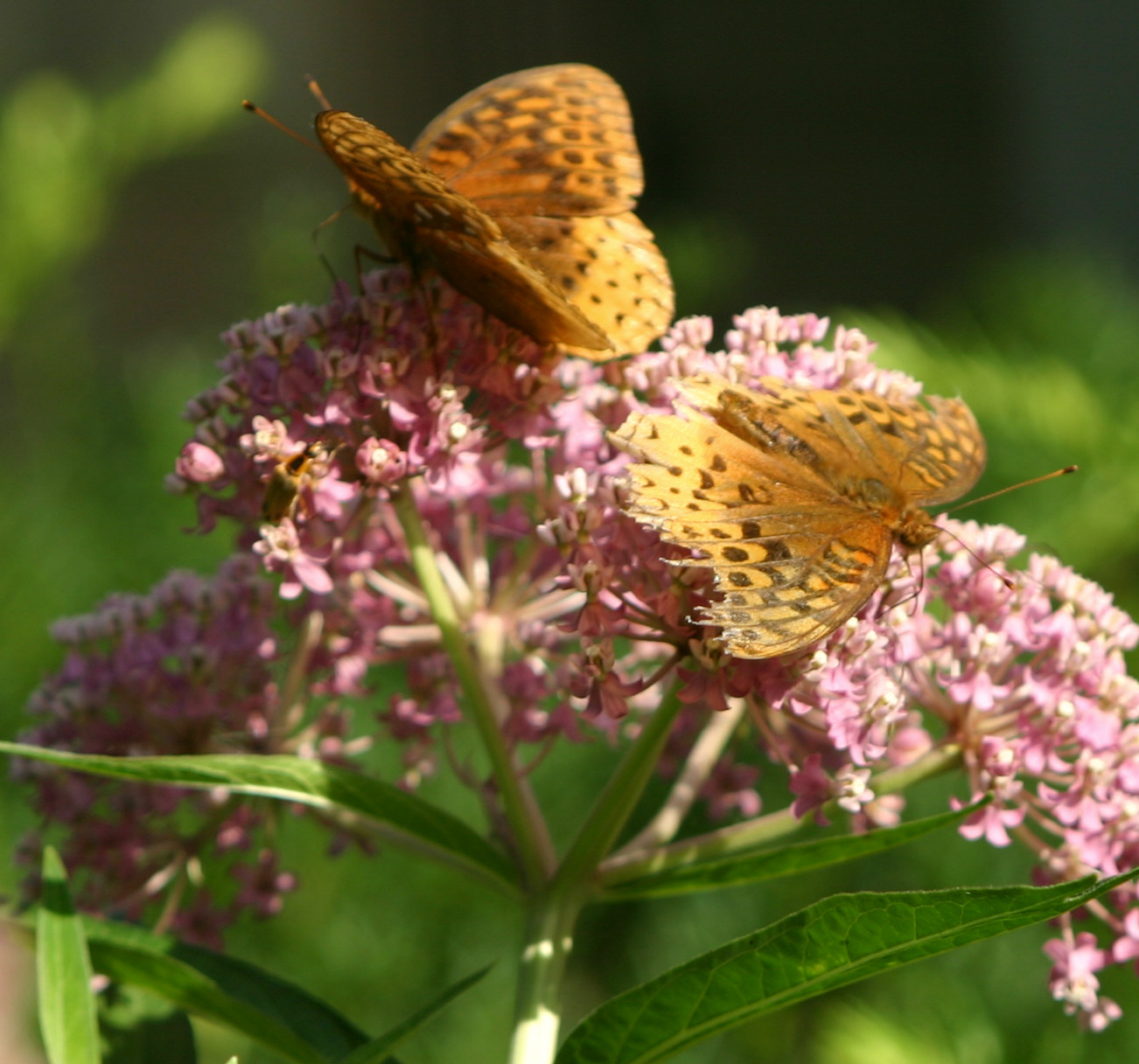 Moonbeams & Fireflies: Garden