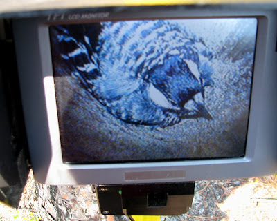 Tales From a Wandering Albatross: How to Peep a Red-Cockaded Woodpecker