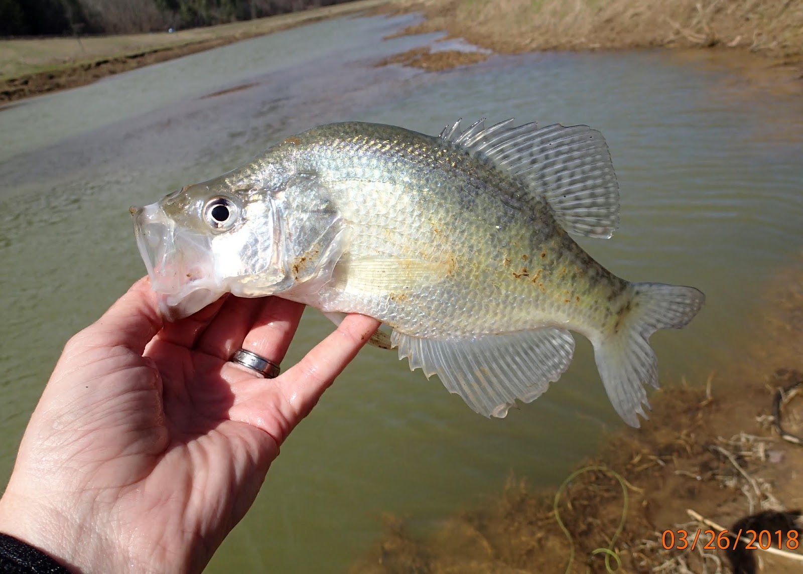 Bobcat Hollow Fly Fishing/Tying: Tips for a Successful Lunch Outing