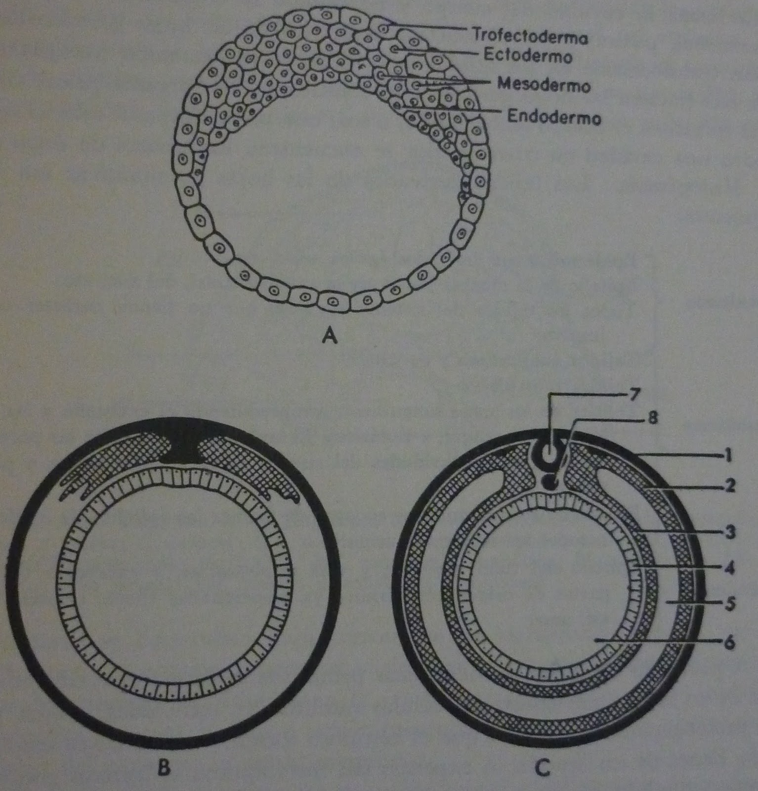Morfo: DESARROLLO EMBRIONARIO