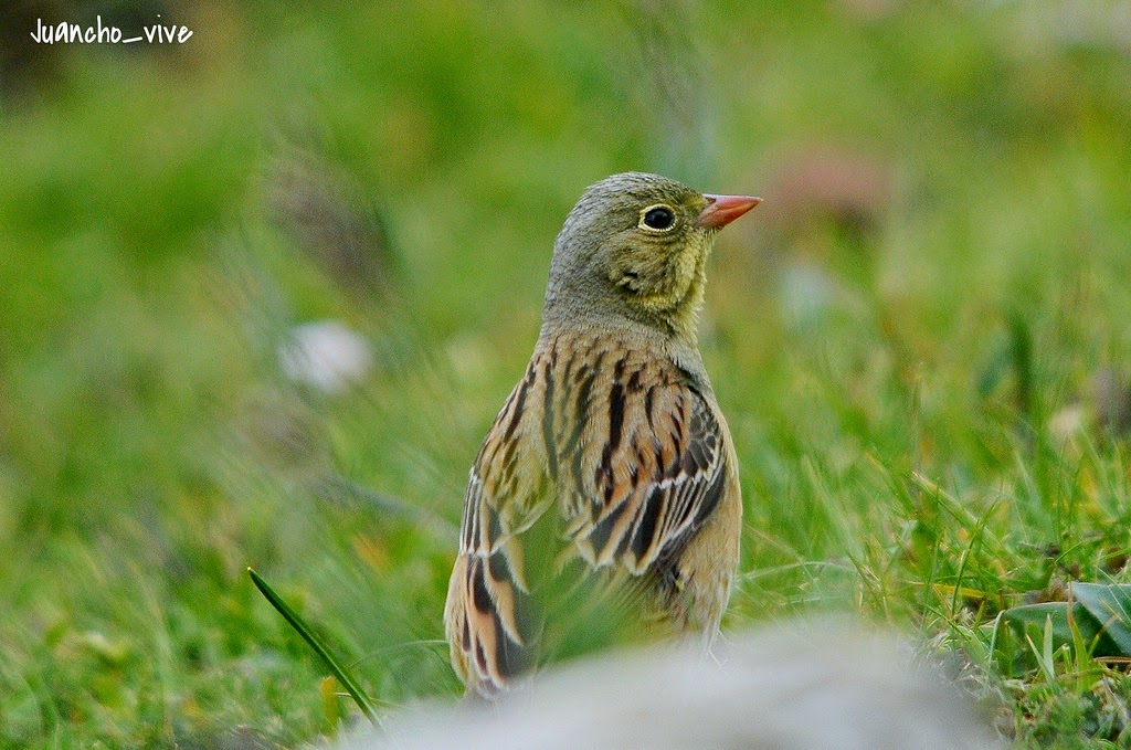 EL NIDO DEL XUAN: EL ESCRIBANO HORTELANO. (Emberiza hortulana)