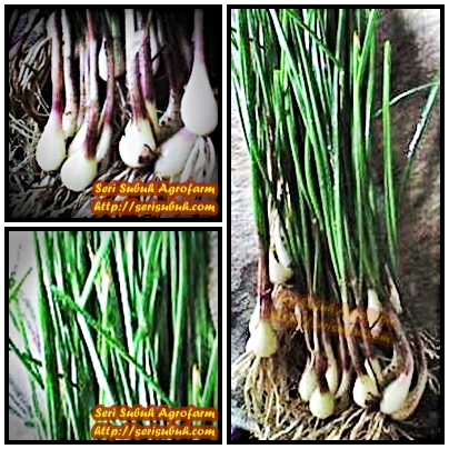 Lokio (Allium chinense) | Jualan Benih dan Koleksi Artikel Anak Pokok Herba