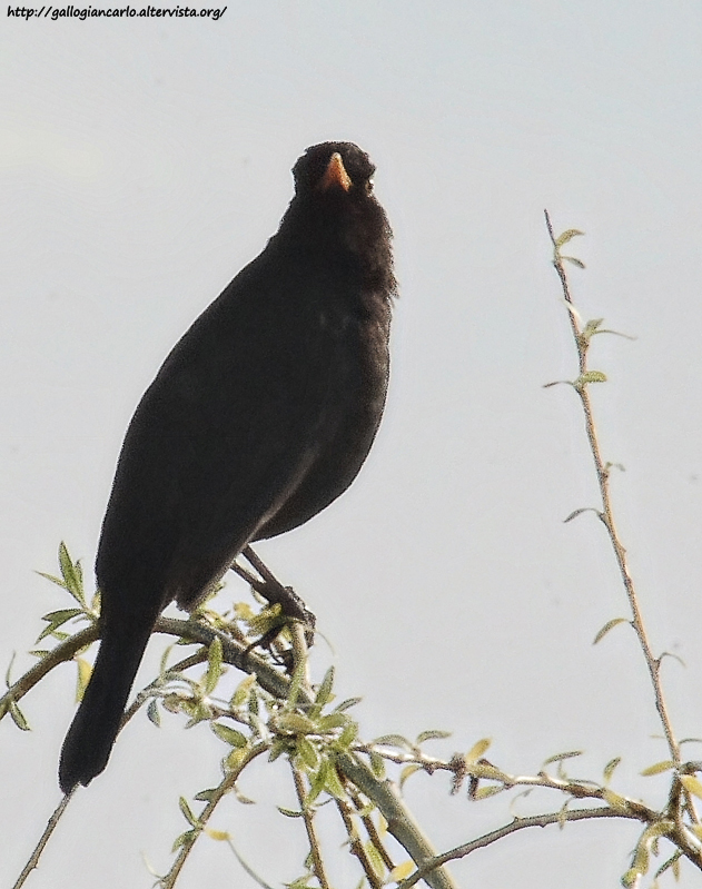 Merlo – fotografie – Blackbird – photographs – – Fotografie ed altro