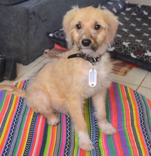 Adoptándonos: Mirko, bello cachorrito barbincho en adopción muy responsable