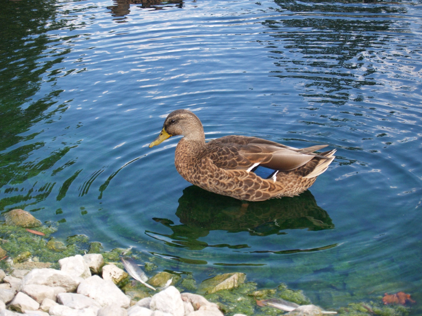 Duck - HD Wallpapers | Earth Blog