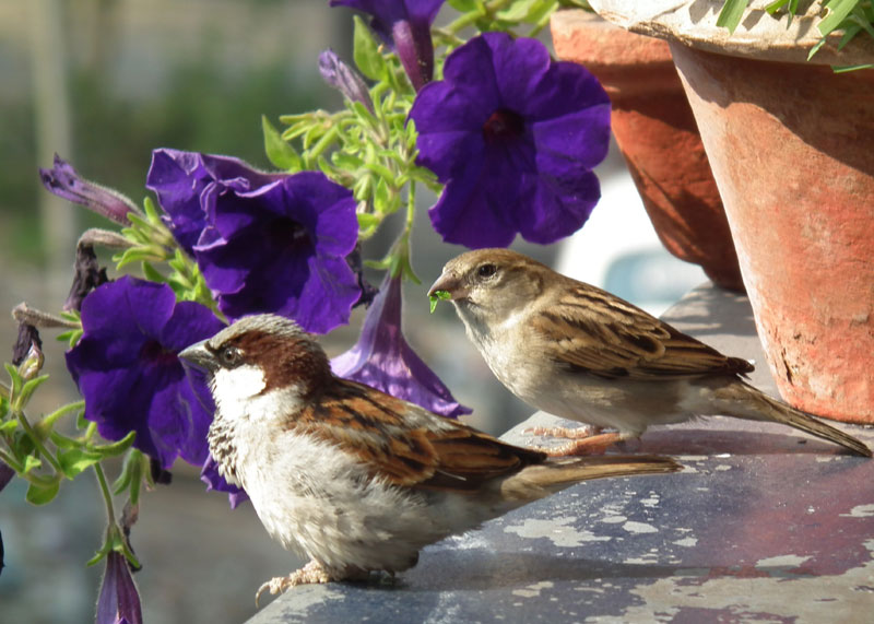 Indian Birds Photography: [BirdPhotoIndia] The Day of the Sparrows