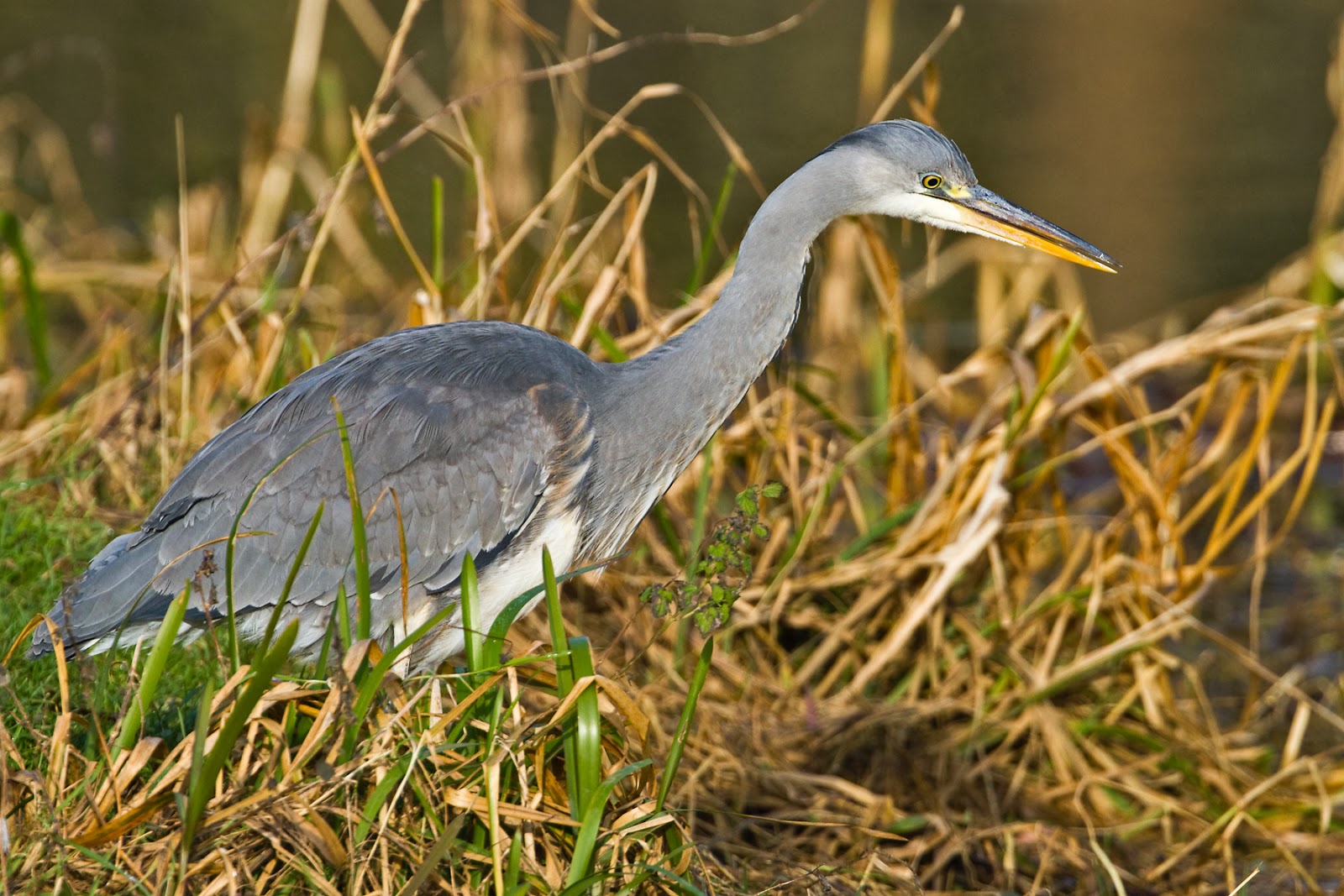 PETER'S PORTFOLIO..............Bird & Wildlife Photography: January 2014