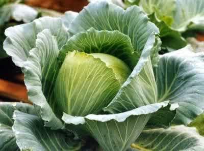 7 Manfaat Menakjubkan Kubis Untuk Kesehatan Badan Anda