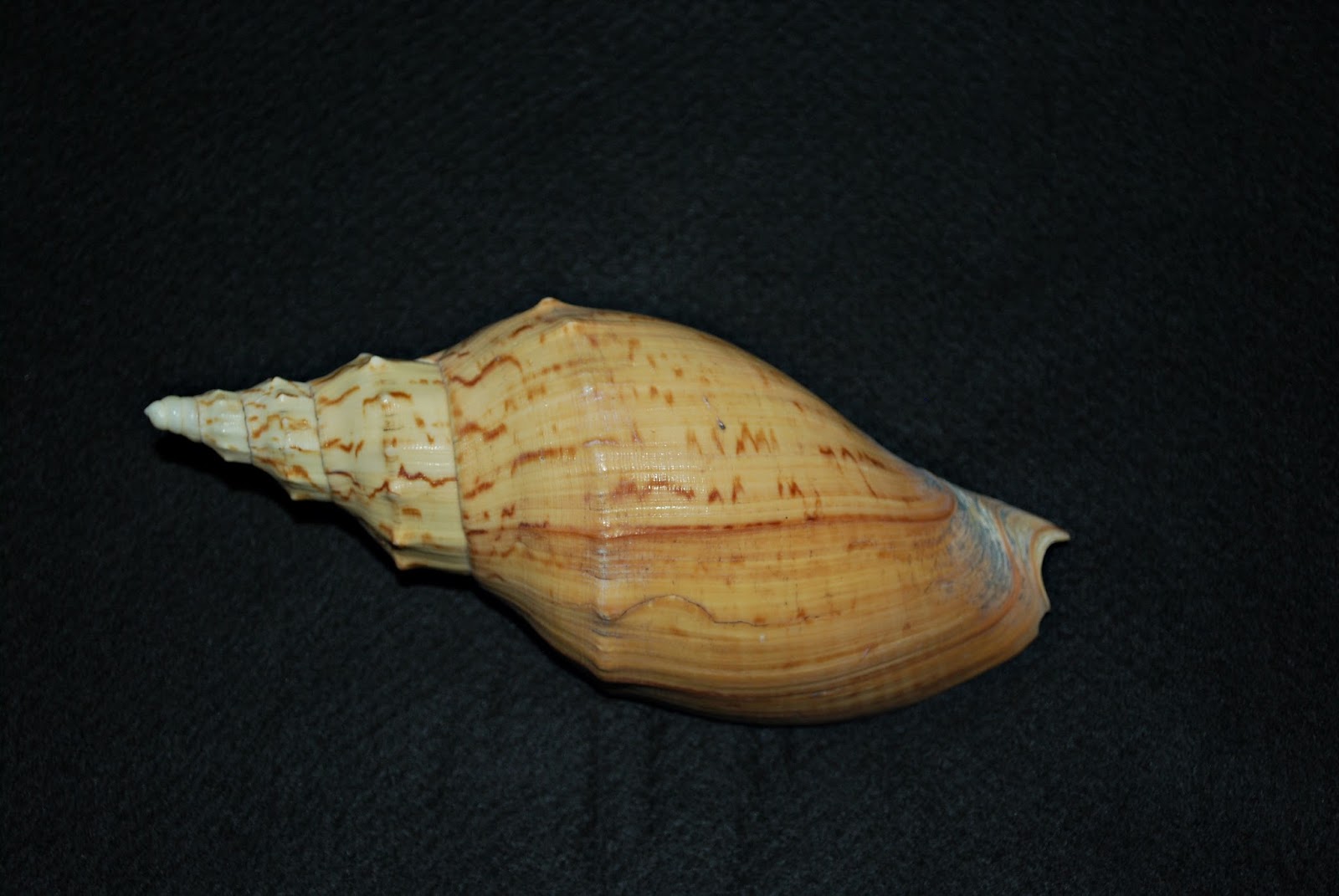 COLEÇÃO DE CONCHAS: 05 DE MARÇO 2016 PEÇAS DA COLEÇÃO