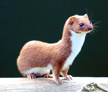 Weasel | The Life of Animals