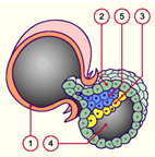 Estadios de Carnegie