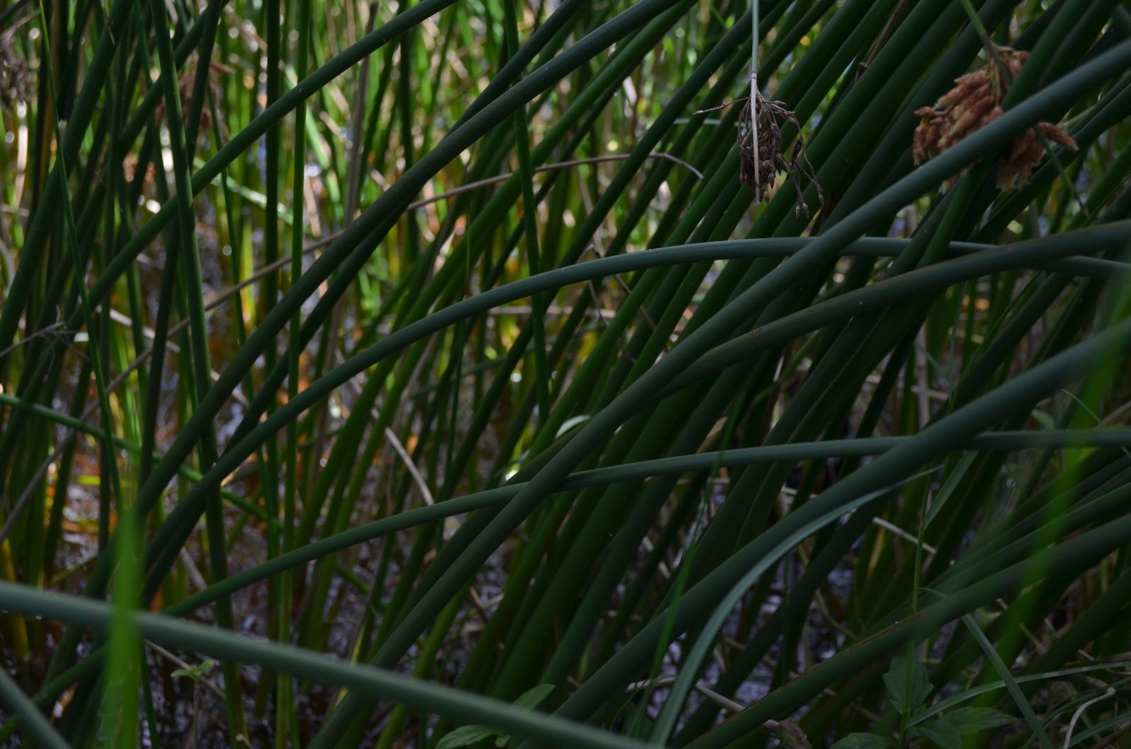 Biodiversity in Saipan - Salvi Villanueva & Patrick Llaban: Susupe Lake!