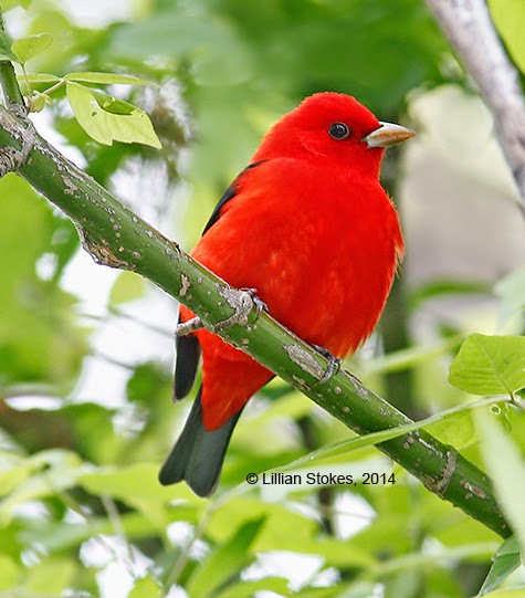 STOKES BIRDING BLOG: Countdown to Publication of Stokes Essential ...