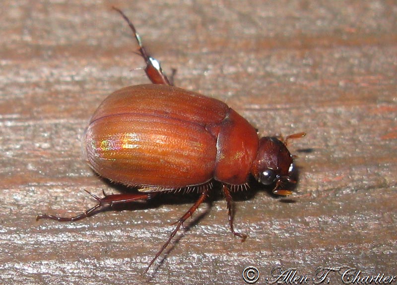 Michigan Hummingbird Guy: Summer Hummingbirds and other things