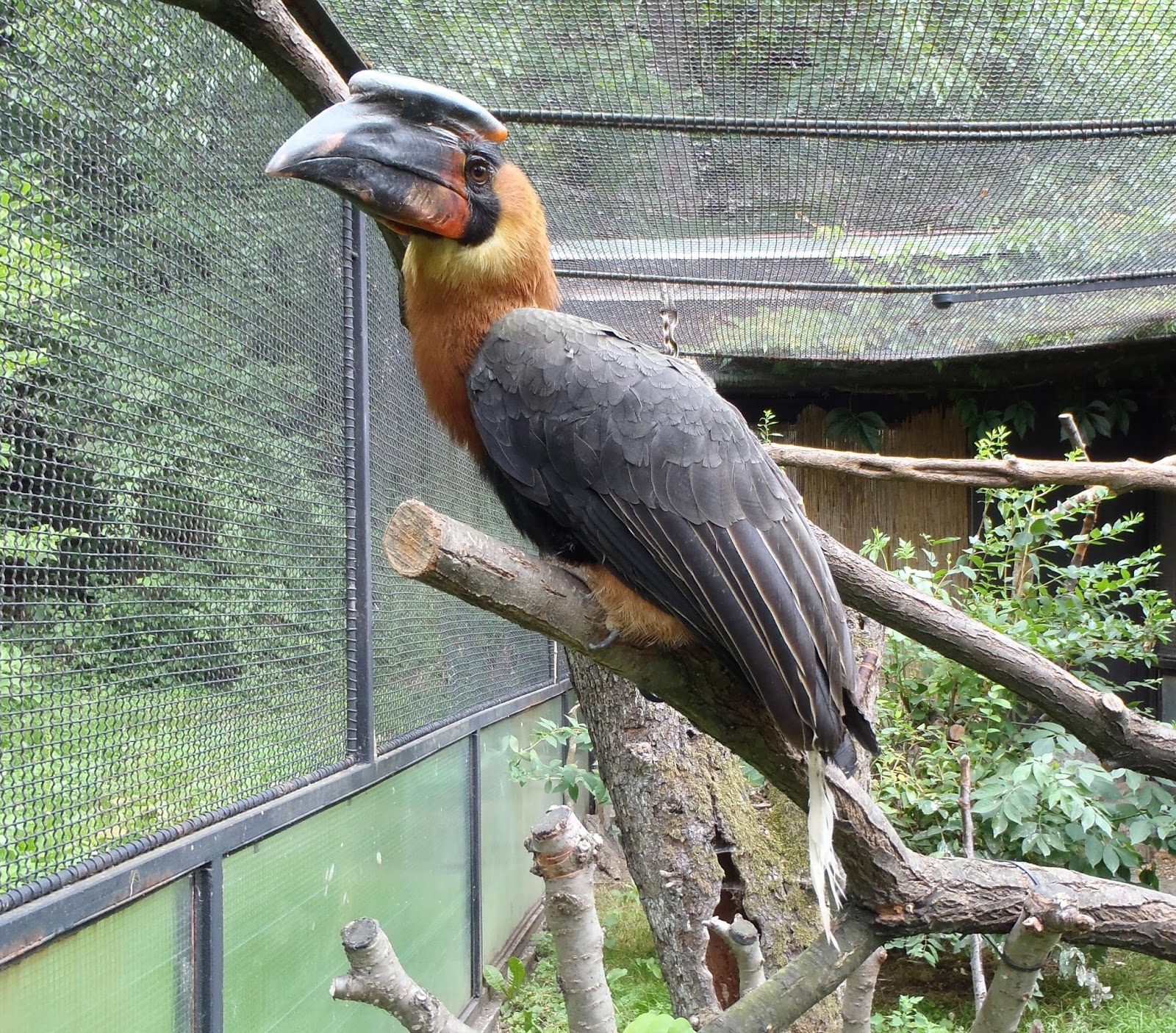 pan-Aves: Dinosauři v Zoo Praha, díl 3. – Afroaves
