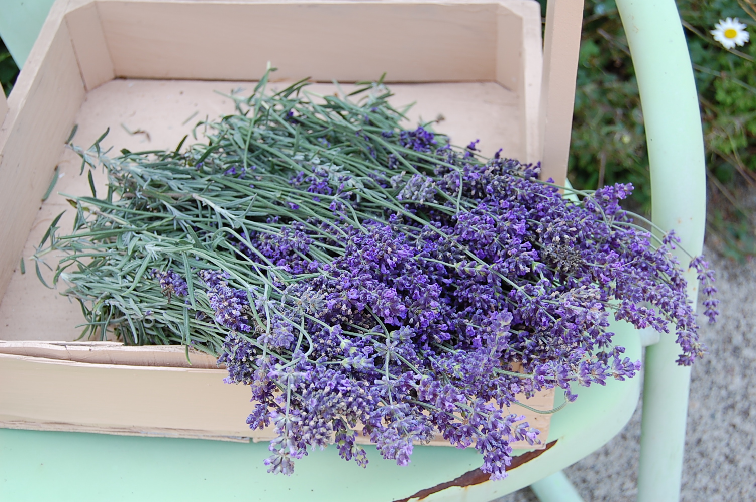 saltbox treasures: Lavender . . . and how to make a wreath
